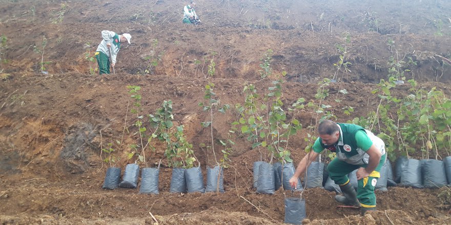 TERME'DE "ÖRNEK FINDIK BAHÇESİ" PROJESİ